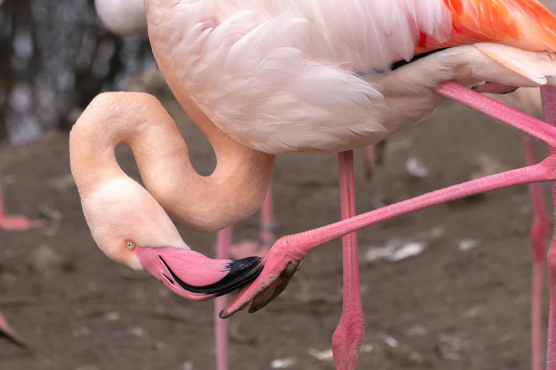 How Many Species Of Flamingos Are There Different Types 